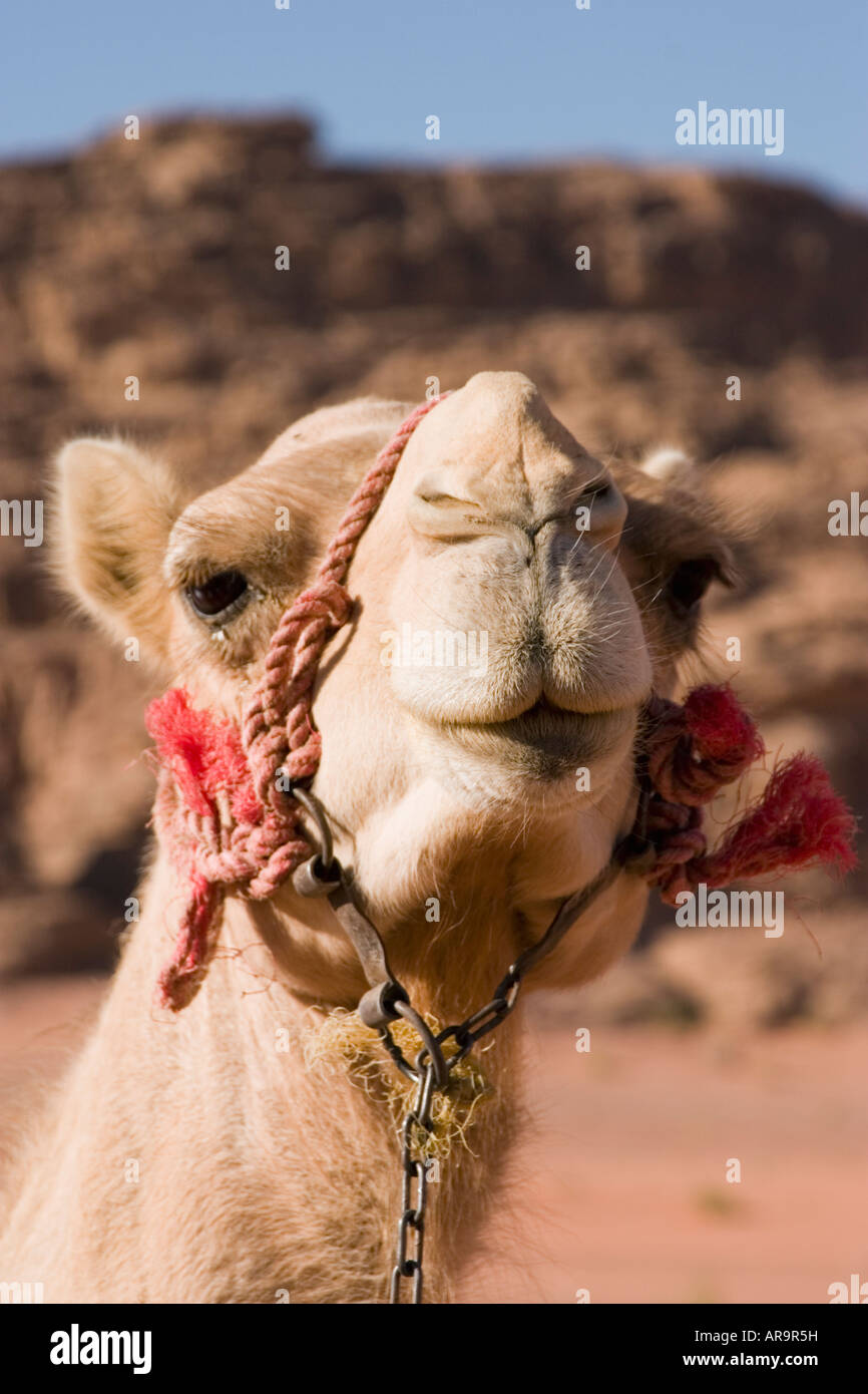 Camel Closeup, Jordan Stock Photo - Alamy
