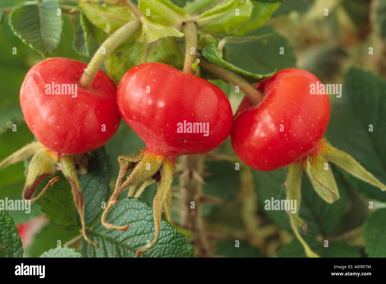 Rosa rugosa 'Alba' AGM Rose hips Stock Photo - Alamy