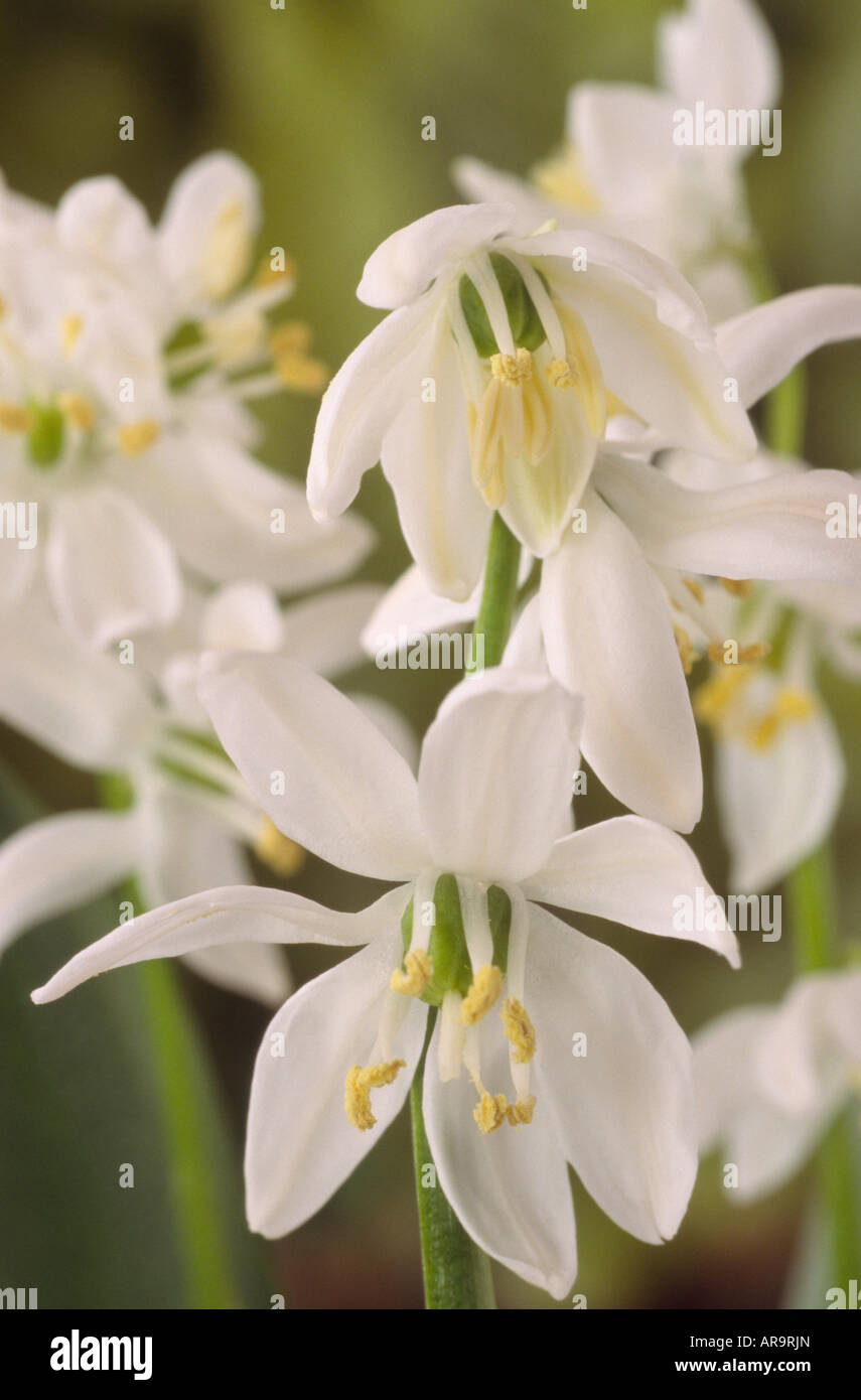 Scilla siberica 'Alba' (Siberian squill Stock Photo - Alamy
