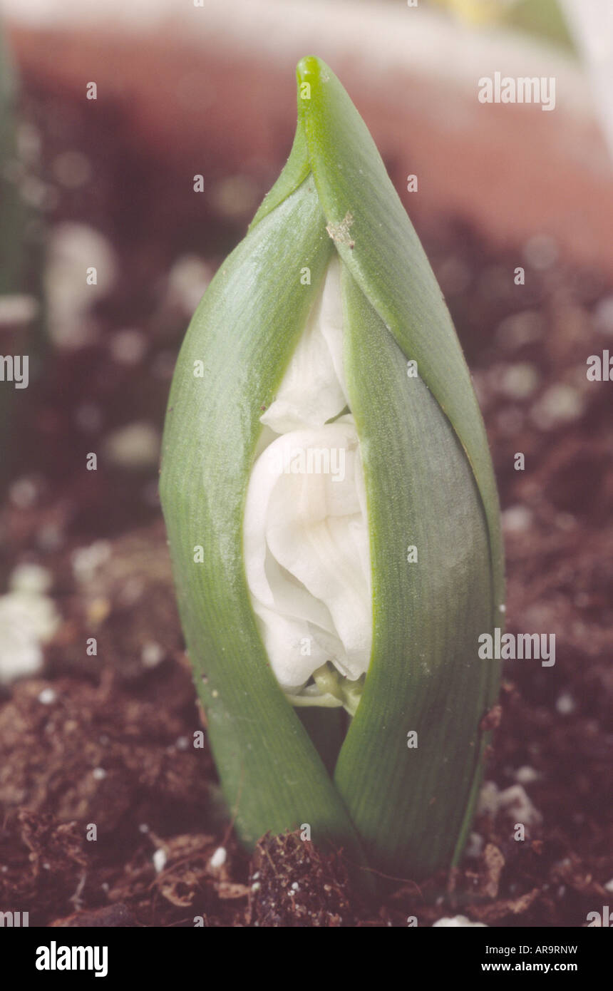 Scilla siberica 'Alba' (Siberian squill) Plant first emerging from ...