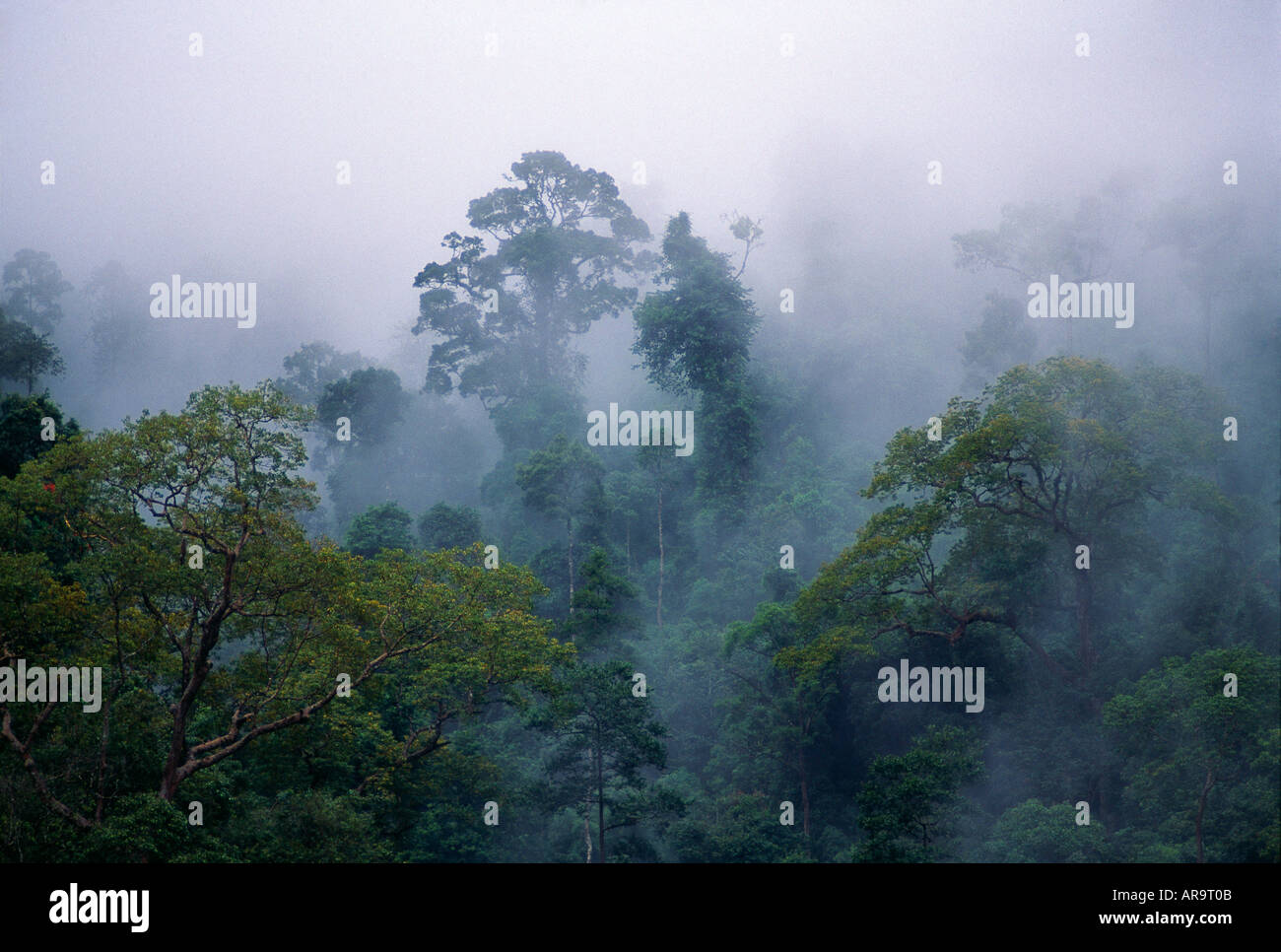 damp rain clouds in amongst the trees tropical rainforest Khao Sok ...