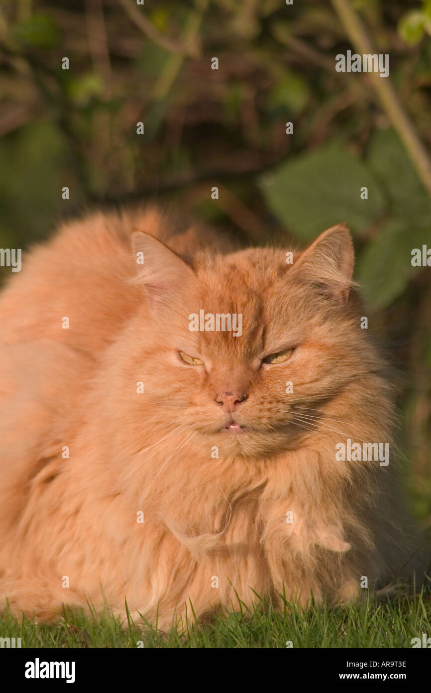 Long haired ginger cat in garden Stock Photo - Alamy
