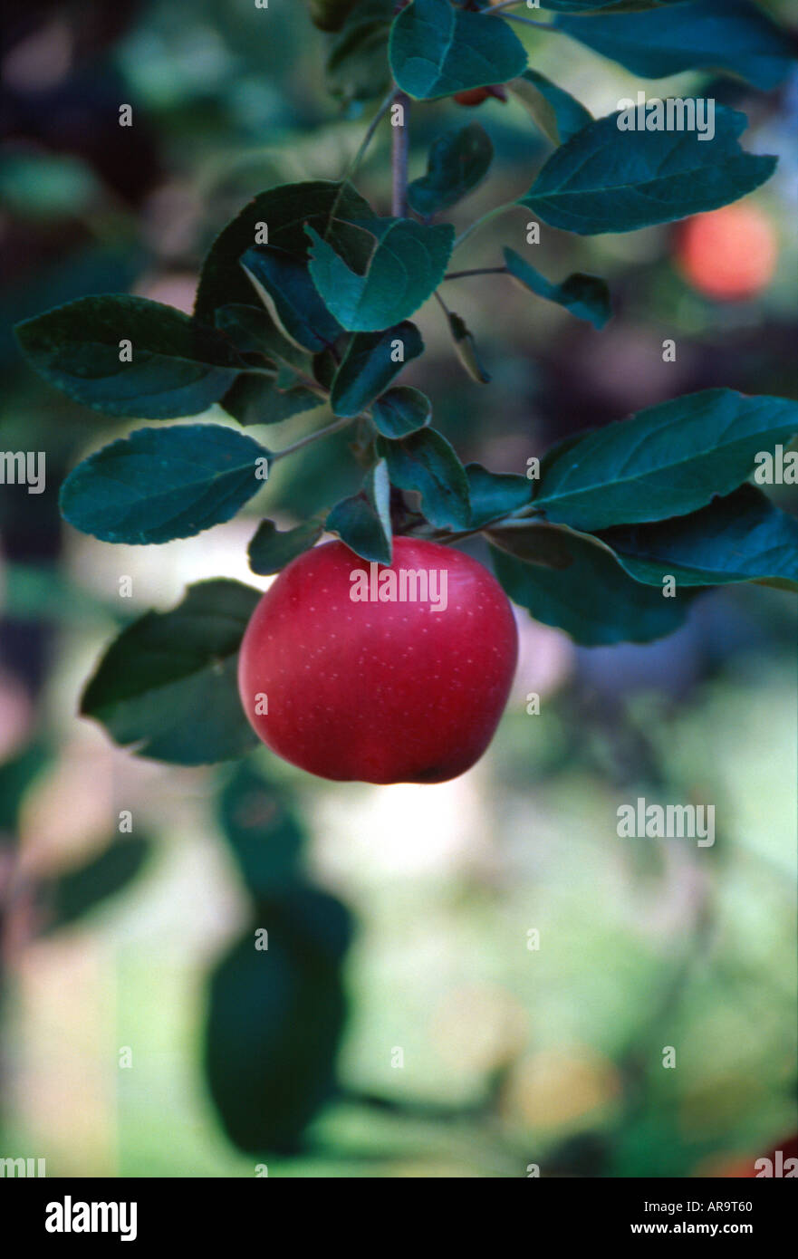 Newton apple tree hi-res stock photography and images - Alamy