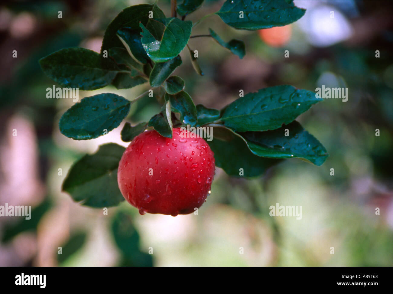 Newton apple hi-res stock photography and images - Alamy