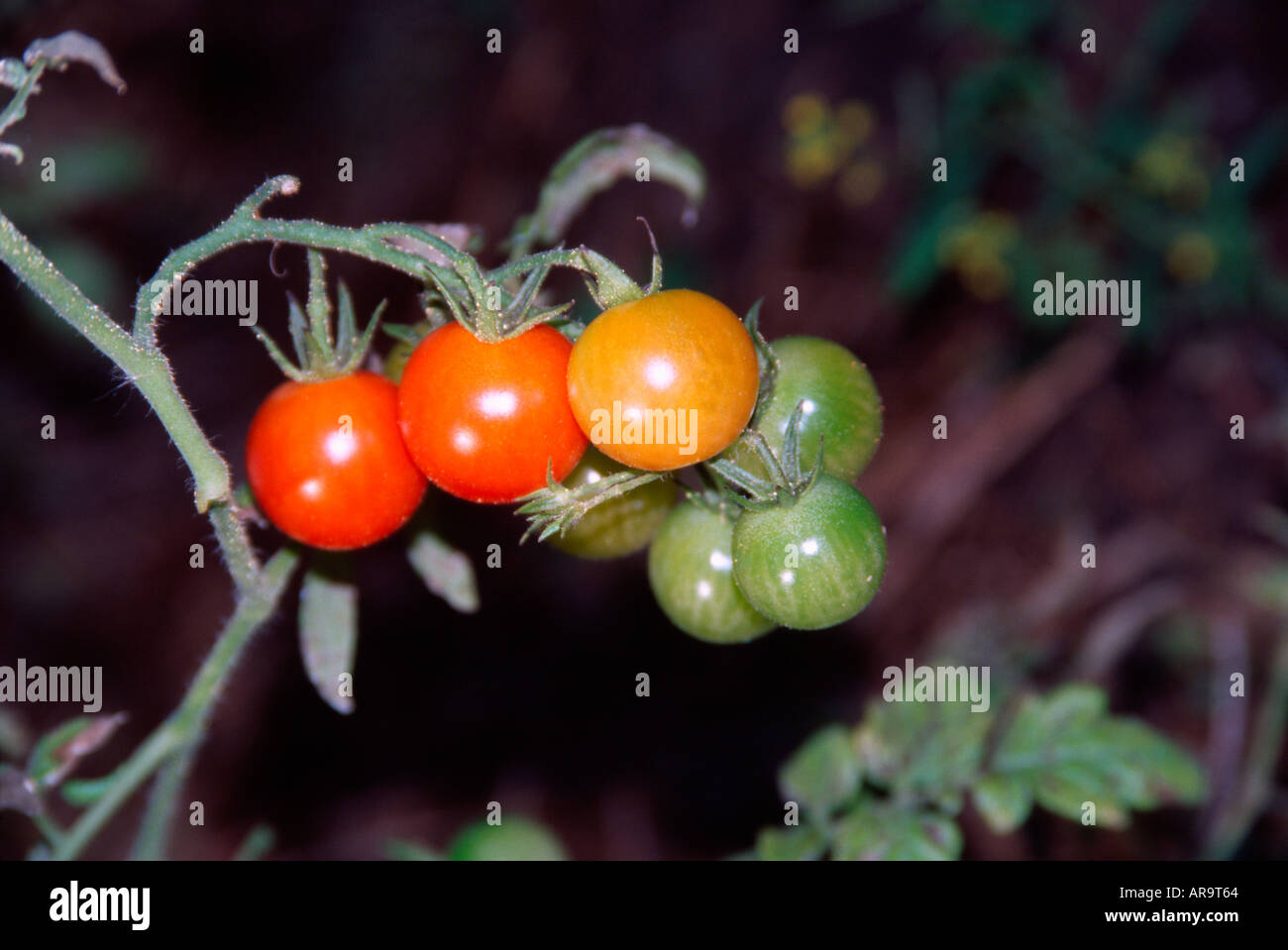 Tomatoes ripening vine hi-res stock photography and images - Alamy
