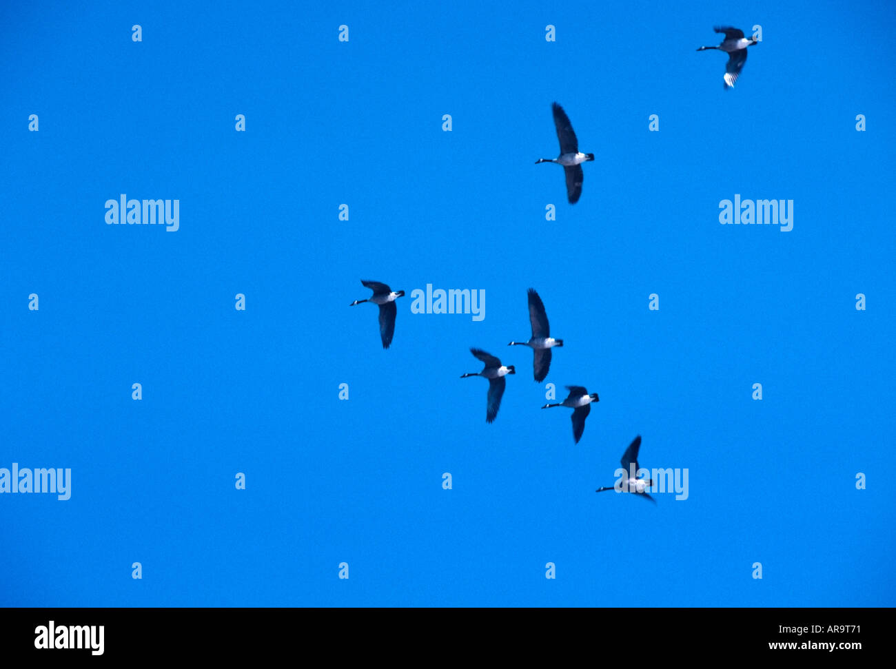 Flying in v formation hi-res stock photography and images - Alamy