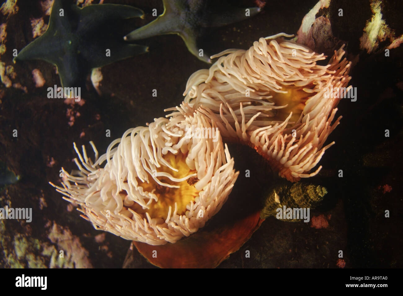 Blue sea anemone hi-res stock photography and images - Alamy