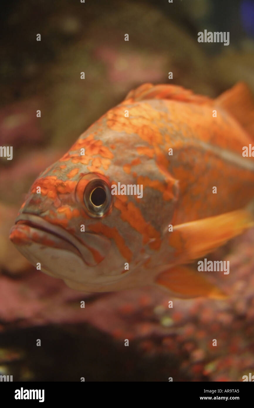 Orange rockfish hi-res stock photography and images - Alamy