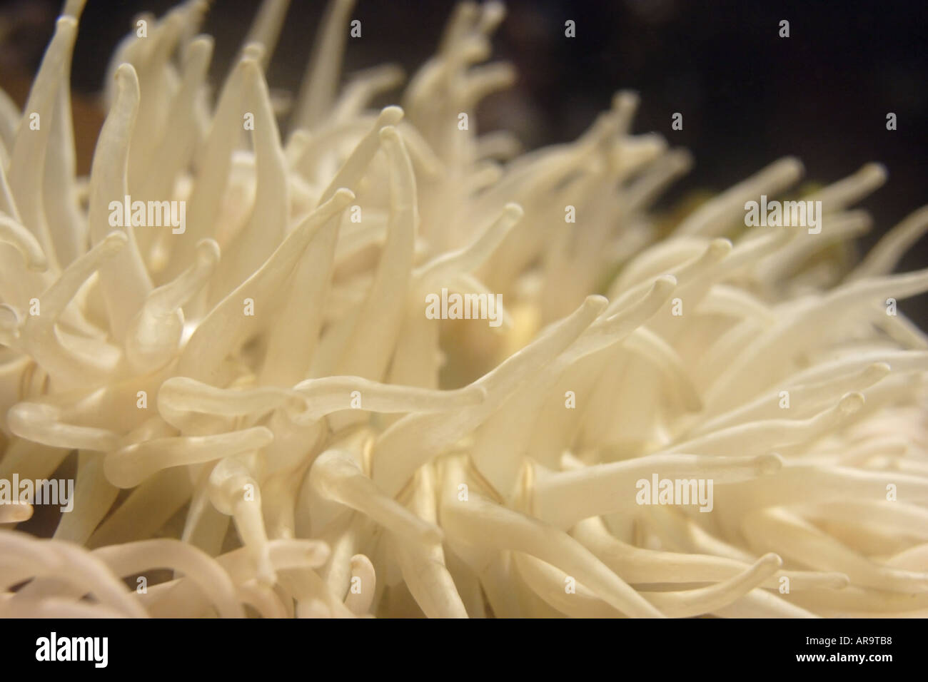 Deep sea anemone hi-res stock photography and images - Alamy