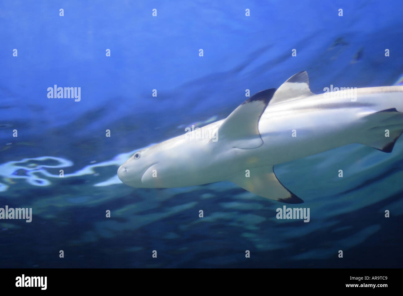 Shark circling hi-res stock photography and images - Alamy