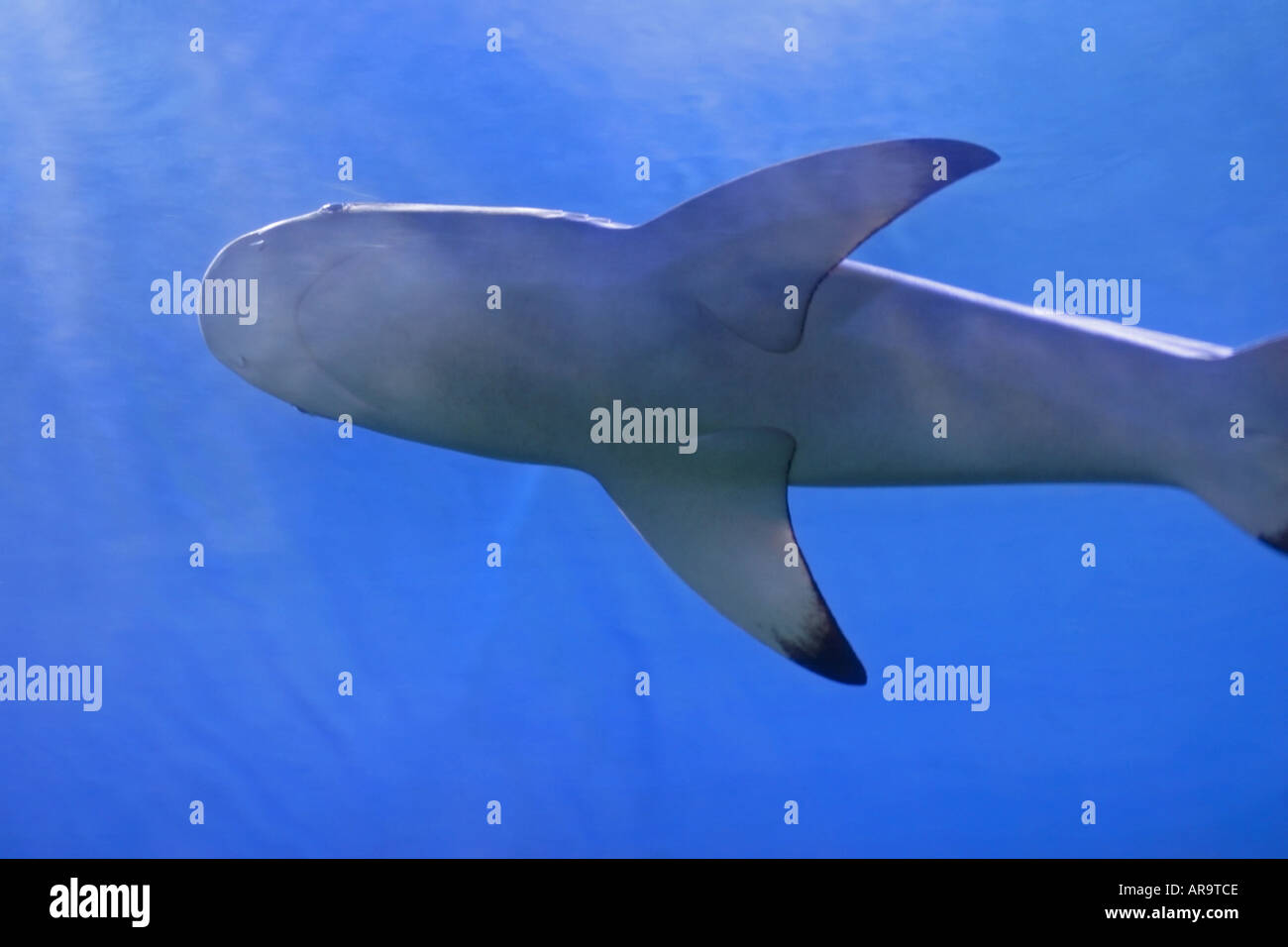 Shark circling hi-res stock photography and images - Alamy