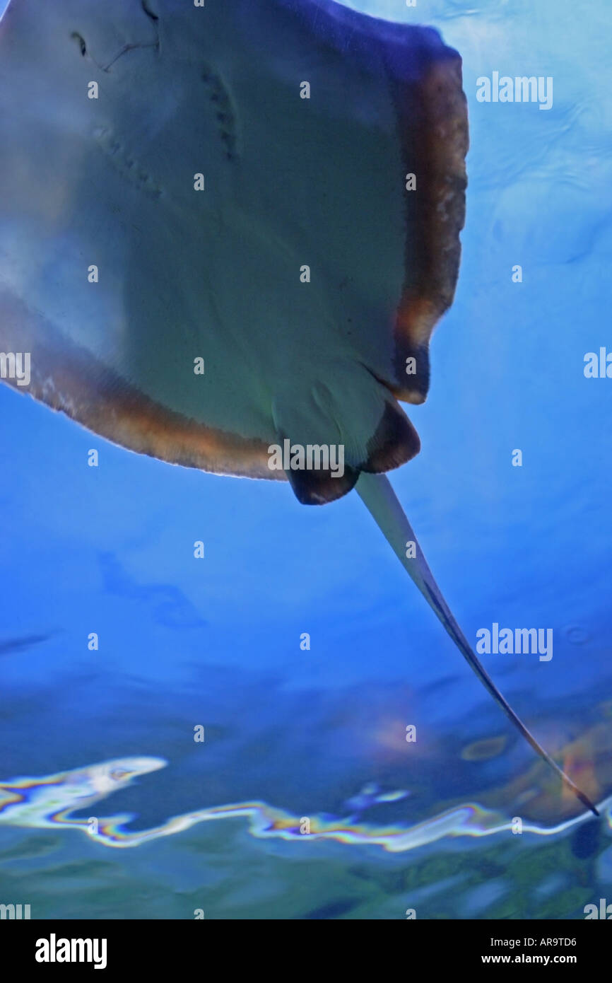 Stingray tail detail hi-res stock photography and images - Alamy