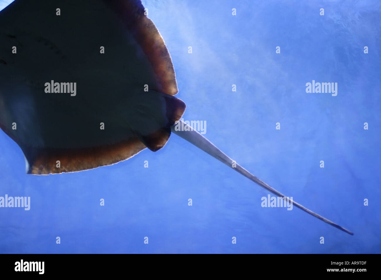 Stingray tail detail hi-res stock photography and images - Alamy