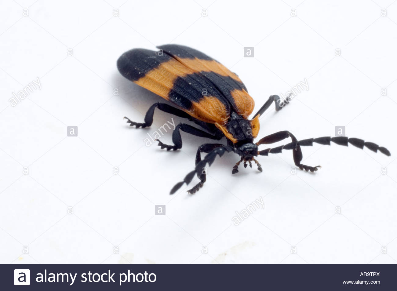 Winged Beetle High Resolution Stock Photography and Images - Alamy