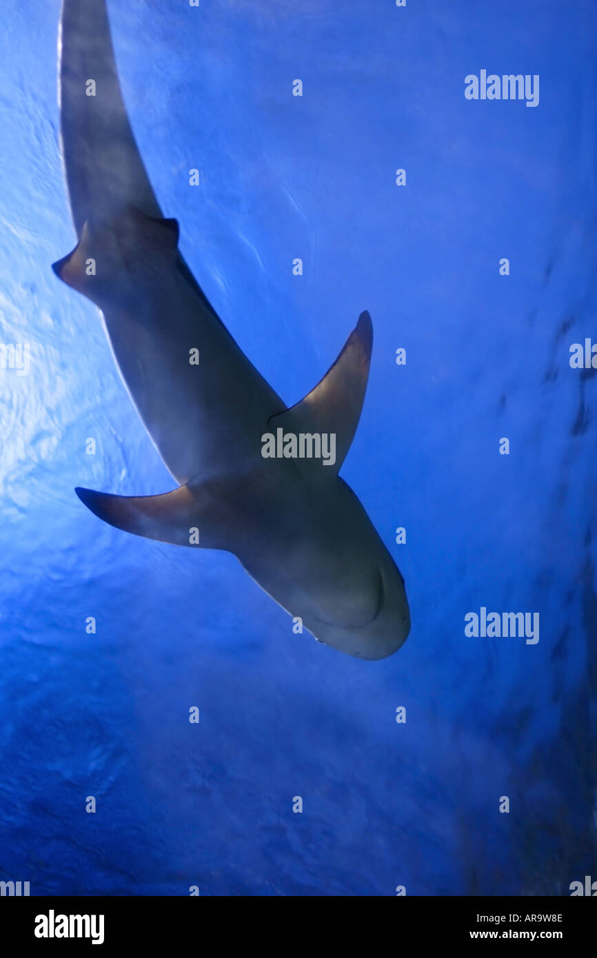 Shark circling hi-res stock photography and images - Alamy