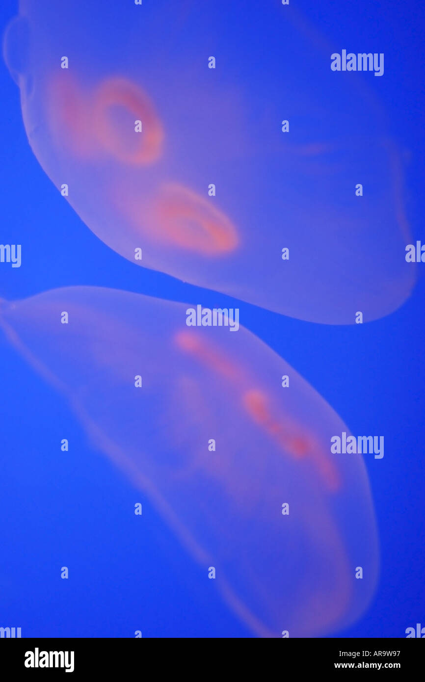 Translucent moon jellies hi-res stock photography and images - Alamy