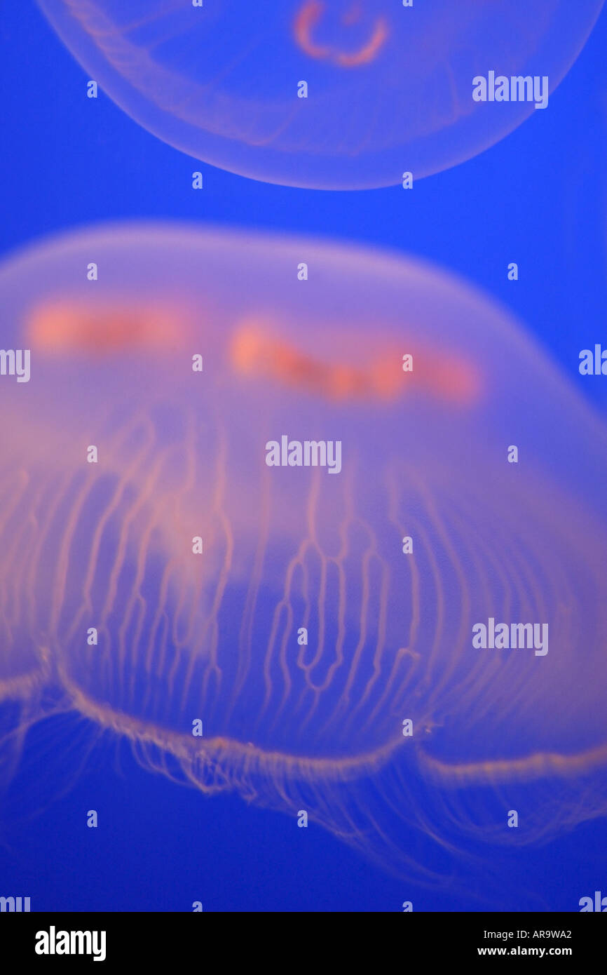 Translucent moon jellies hi-res stock photography and images - Alamy