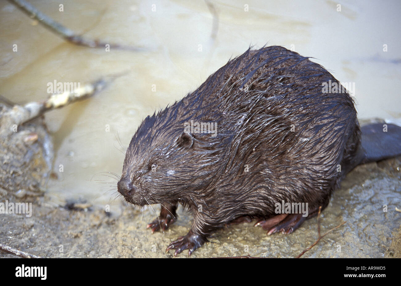 European Beaver Castor fiber Stock Photo - Alamy
