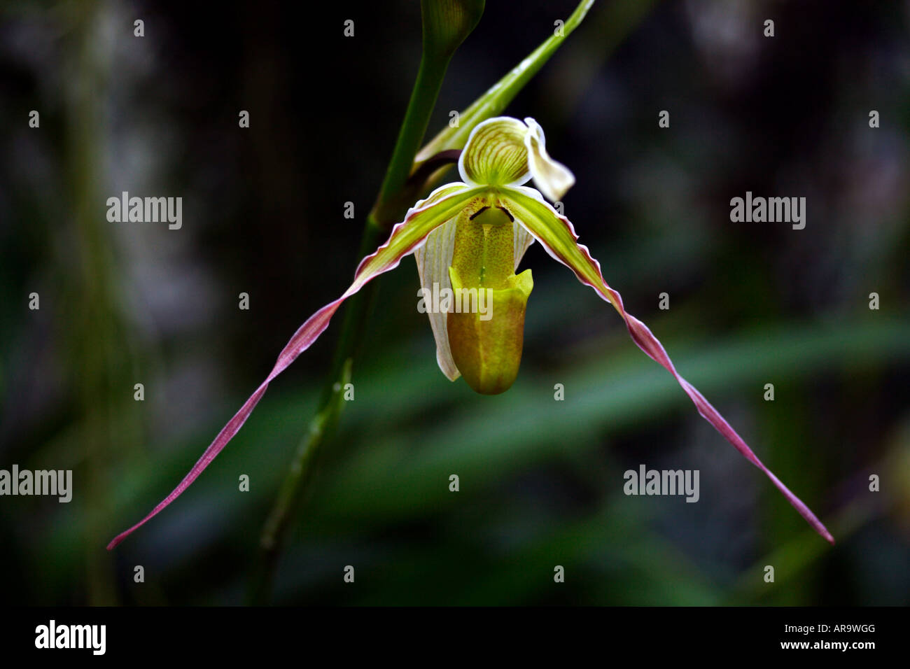 Phragmipedium phragmipedium longifolium hi-res stock photography and ...