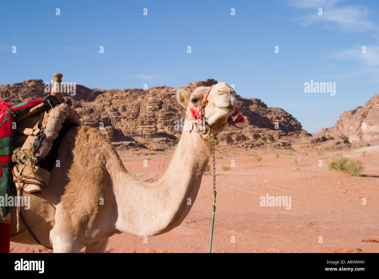 Camel face head jordan hi-res stock photography and images - Alamy