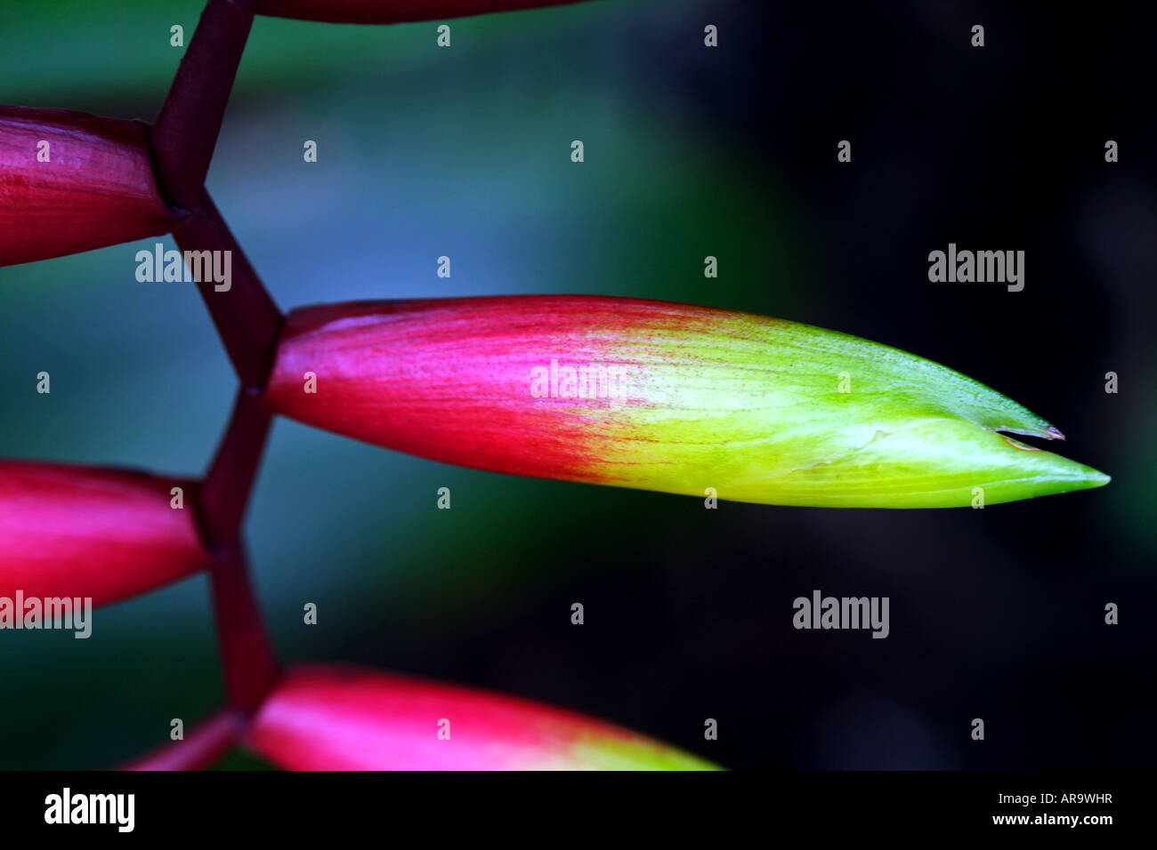 Close-up of the bud of a Bromelia flower Stock Photo - Alamy