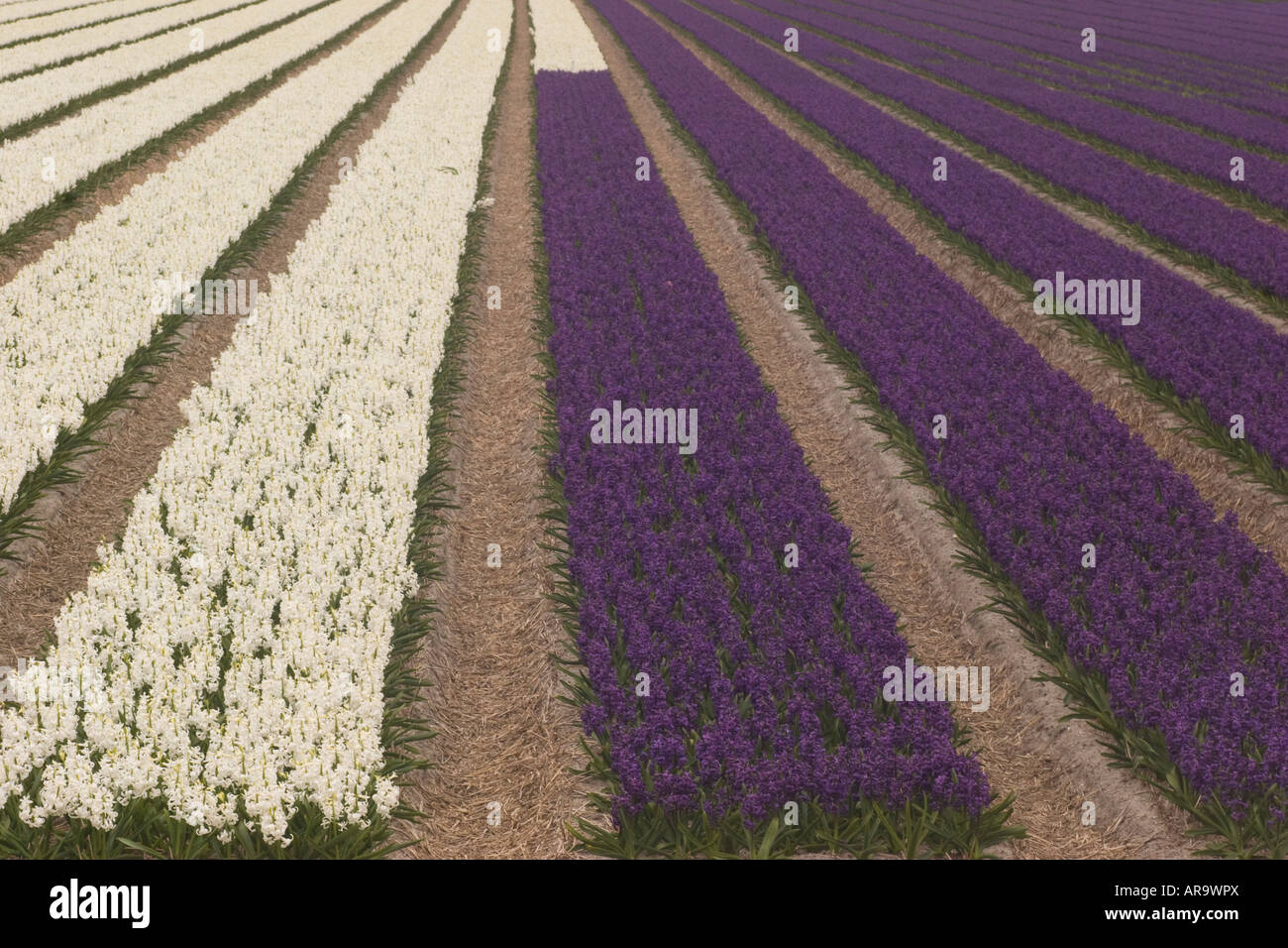 The famous tulip fields in North Holland, the Netherlands produce ...