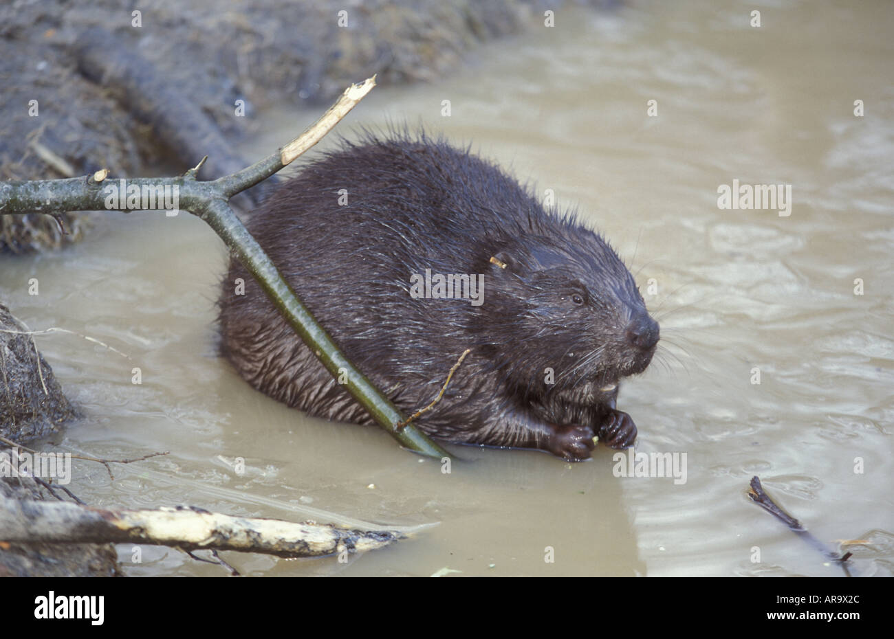 European Beaver Castor fiber Stock Photo - Alamy