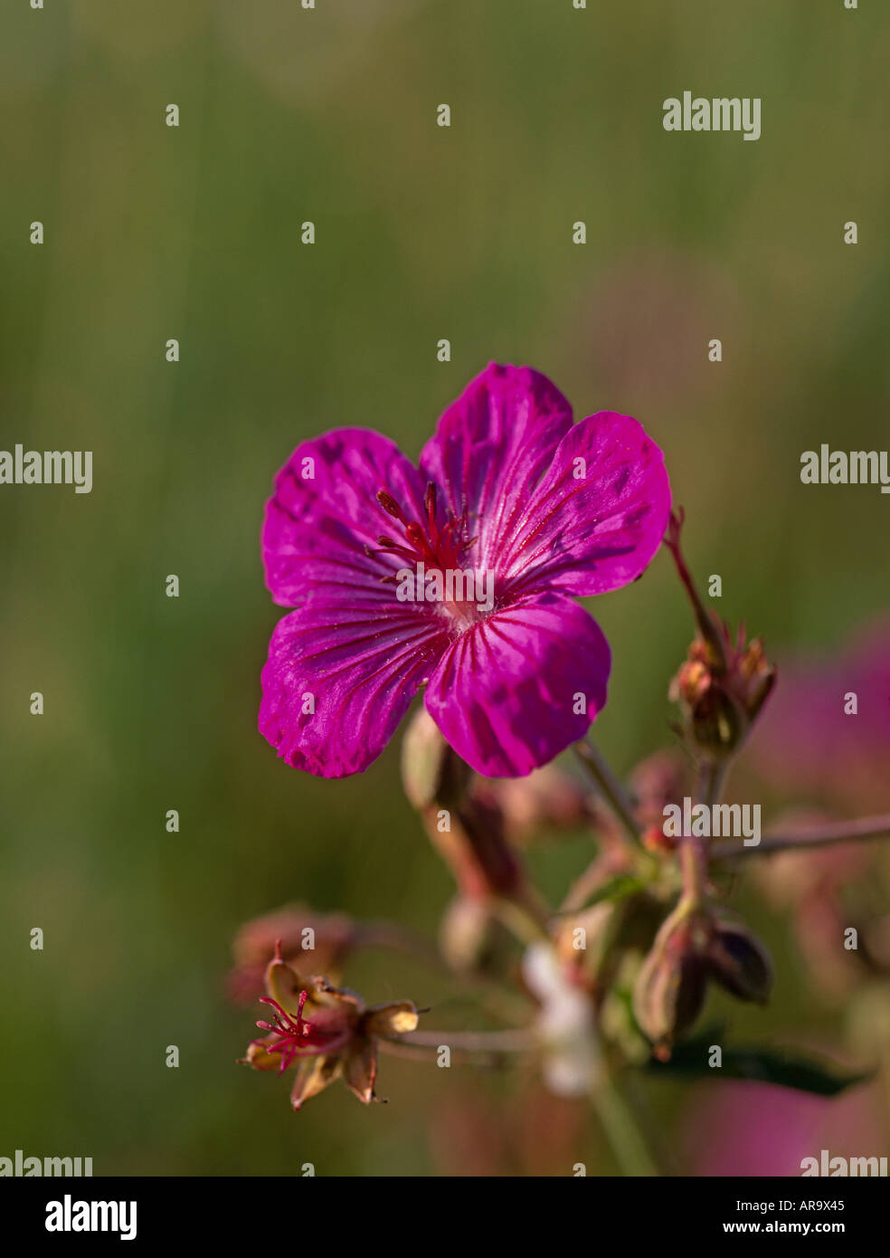 Sticky Cranesbill (Geranium viscossissimum) Rocky Mountains, Montana ...