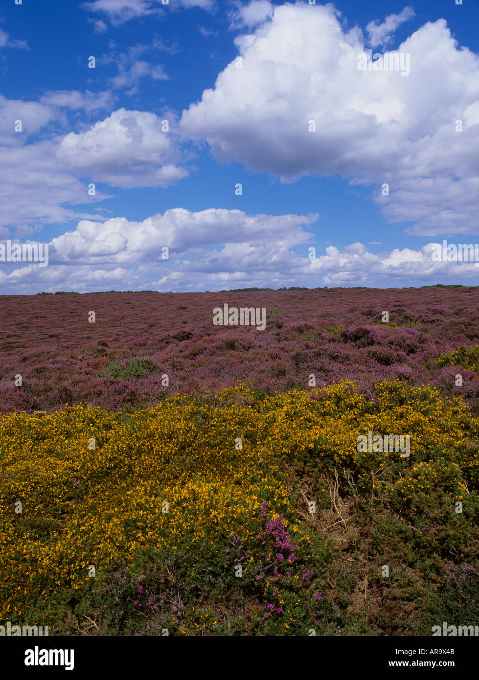 Heathland with Dwarf Gorse, Bell Heather and Heather, Dunwich Heath ...