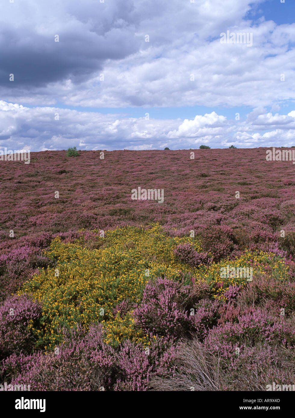 Moor moors moorland heathland heath hi-res stock photography and images ...