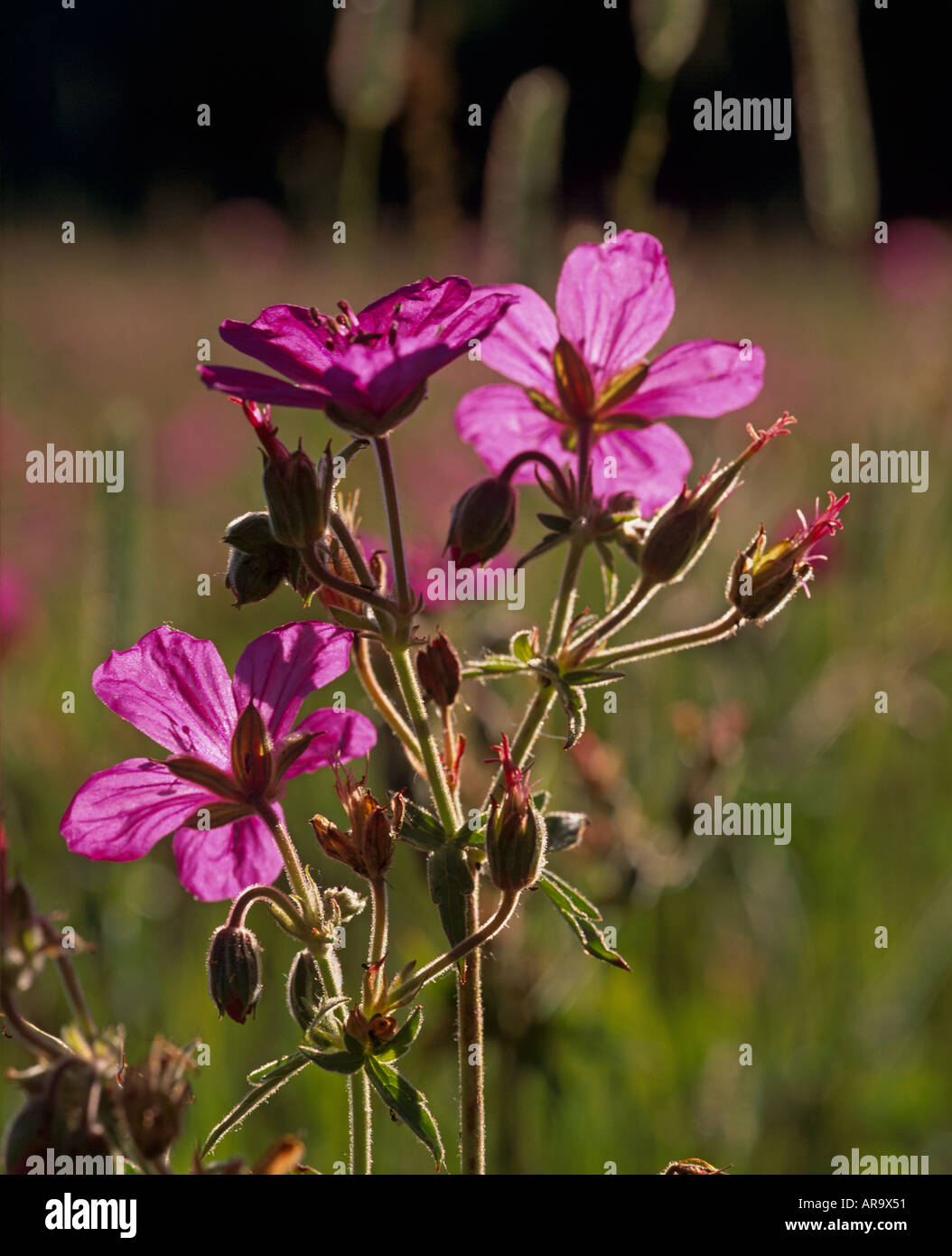 Sticky Cranesbill (Geranium viscossissimum) Rocky Mountains, Montana ...