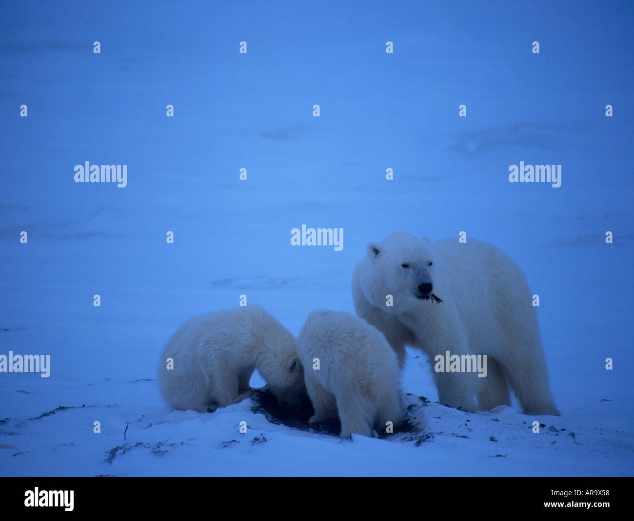 Female Polar Bear (Ursus maritimus) and Cubs eating Seaweed, kelp to ...