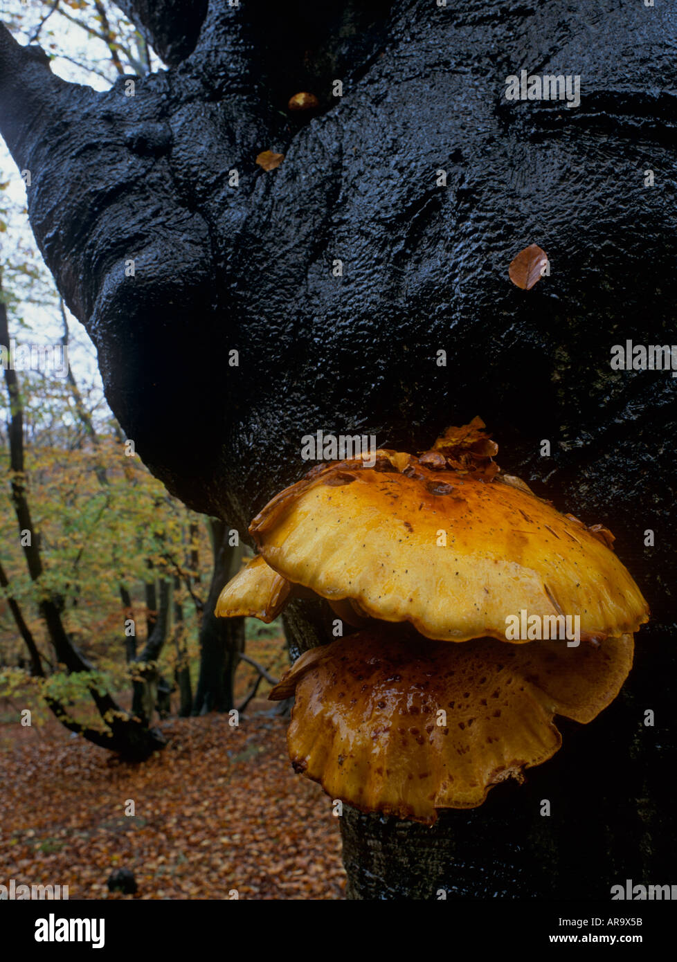 Yellow Polypore Fungus on ancient beech tree pollard, Epping Forest ...
