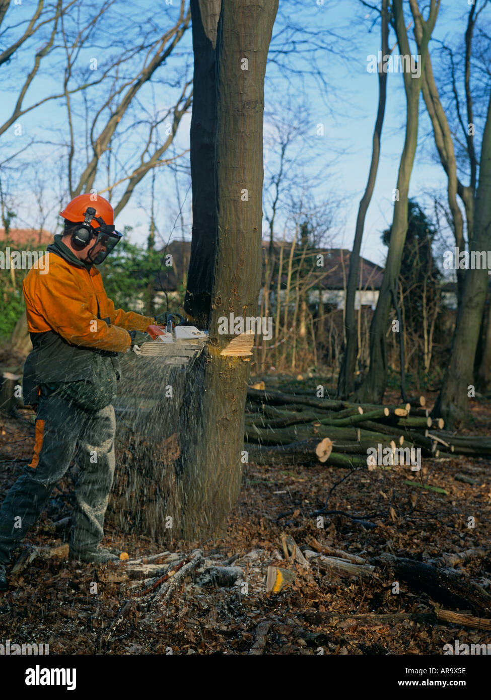 Coppicing essex hi-res stock photography and images - Alamy