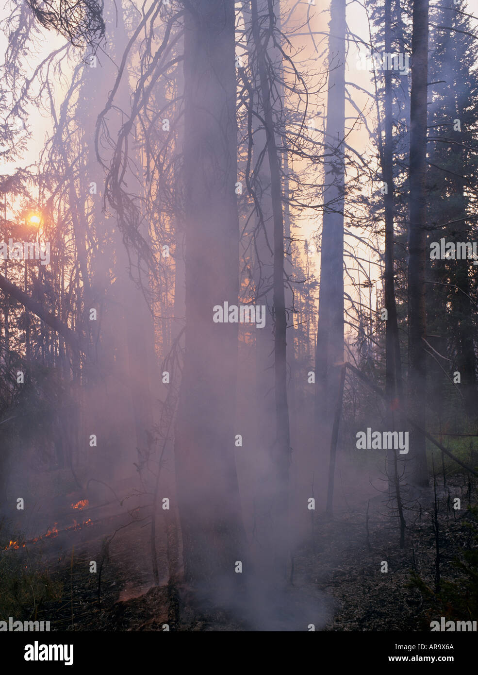 Burned lodgepole pine trees hi-res stock photography and images - Alamy