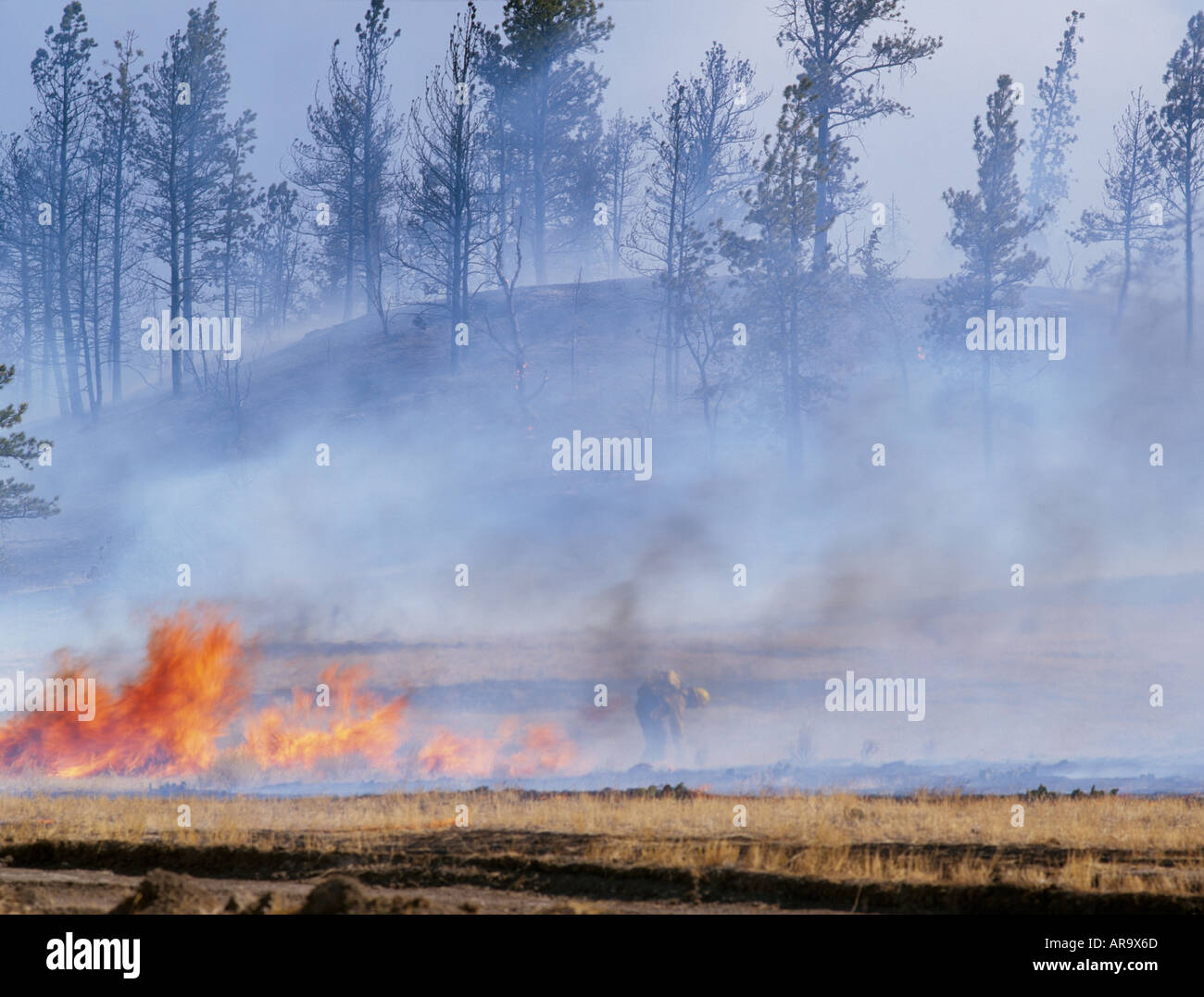 Wild Fire in Forest, Big Timber, Montana, USA Stock Photo - Alamy