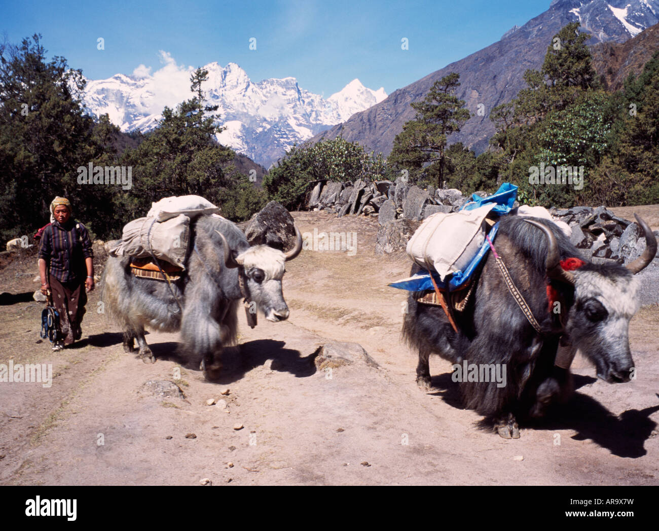 Yak with heavy load hi-res stock photography and images - Alamy