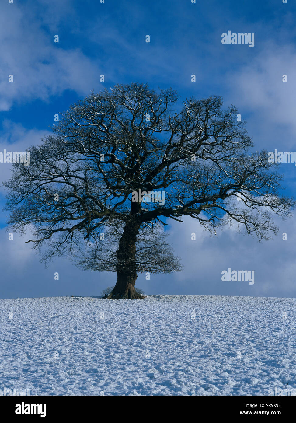 Common Oak Tree (Quercus Robur), winter, Denbighshire, North Wales, UK ...