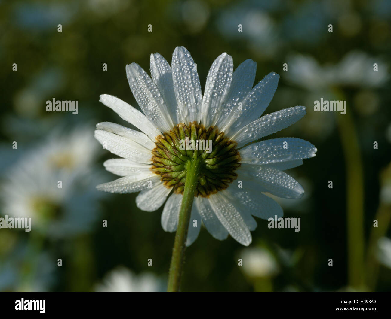 Underneath daisy flower hi-res stock photography and images - Alamy