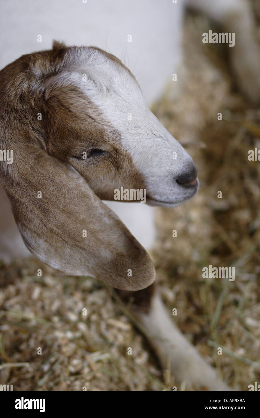 The boer goat hi-res stock photography and images - Alamy
