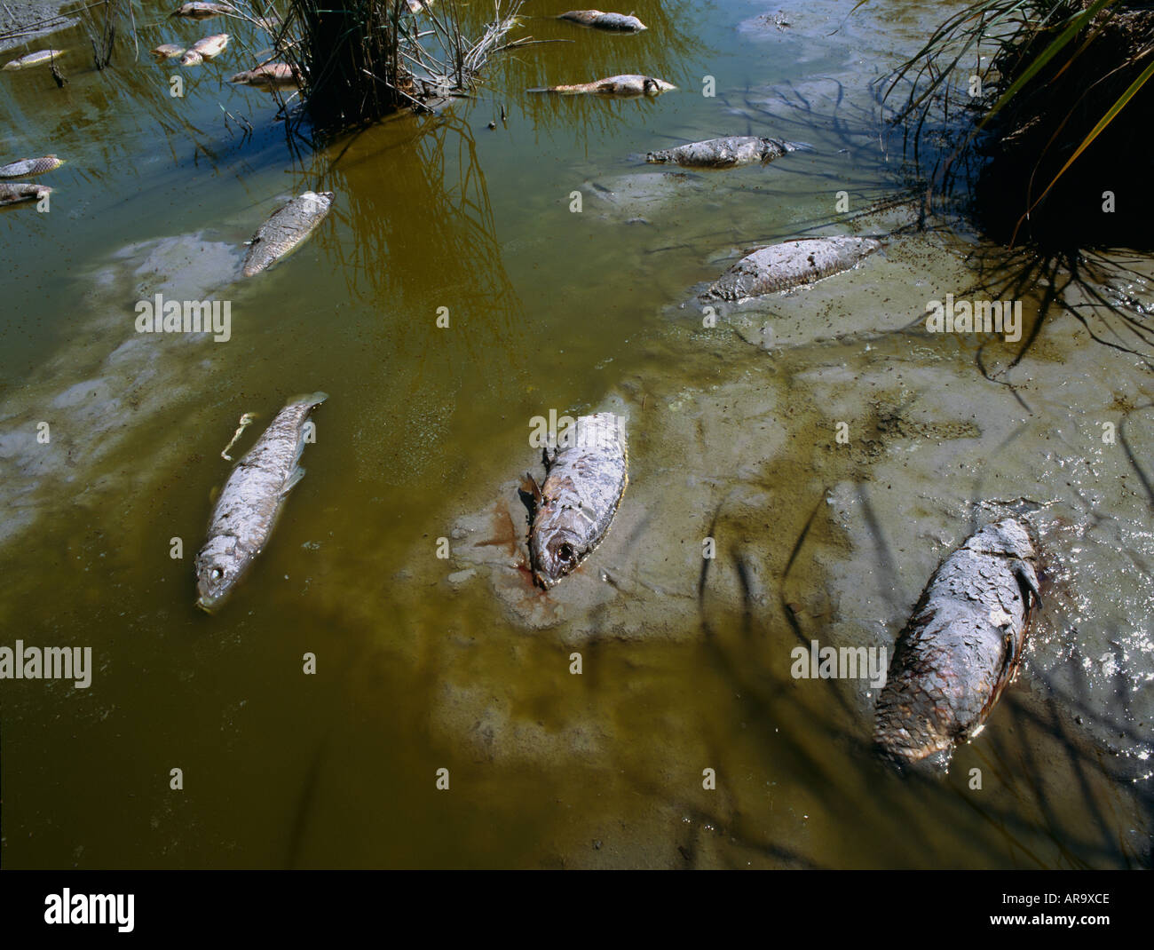 Mud Puddle Fish High Resolution Stock Photography and Images - Alamy