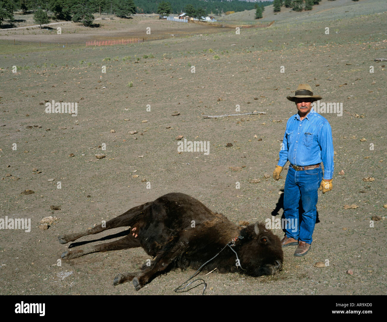 Dead cowboy hi-res stock photography and images - Alamy