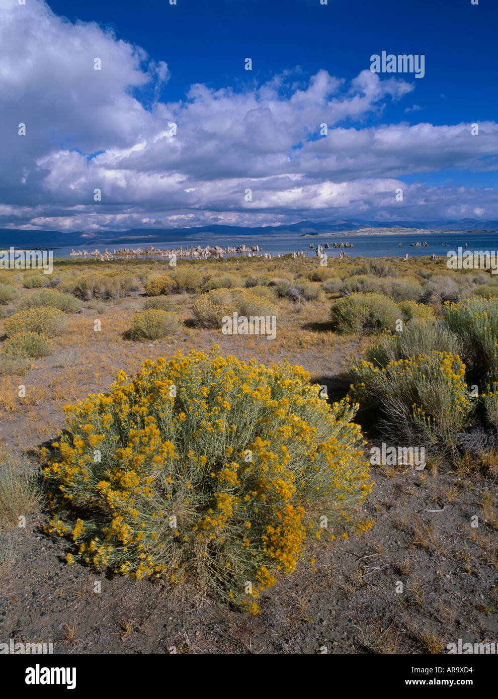 Brush rabbit california hi-res stock photography and images - Alamy
