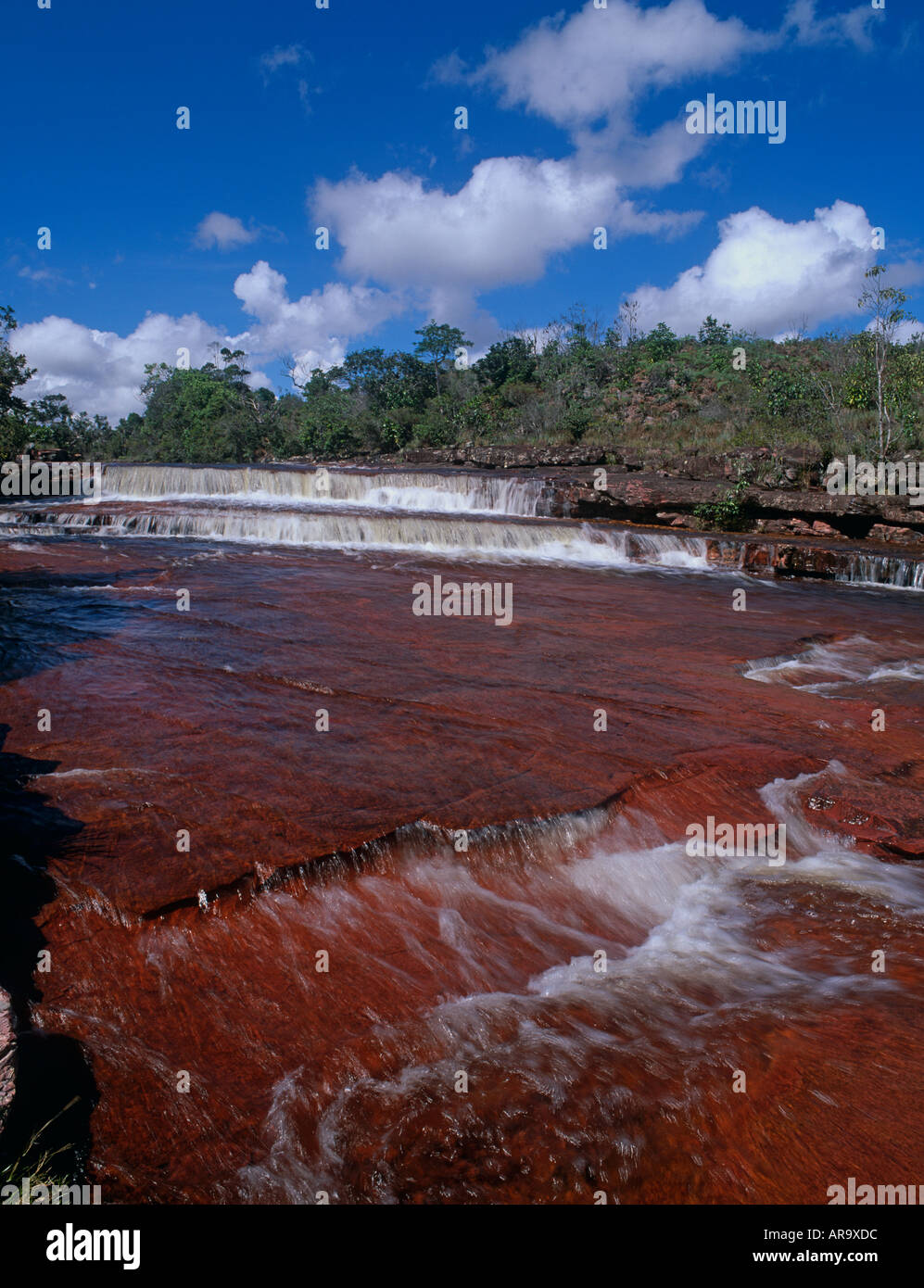 Kanima South America