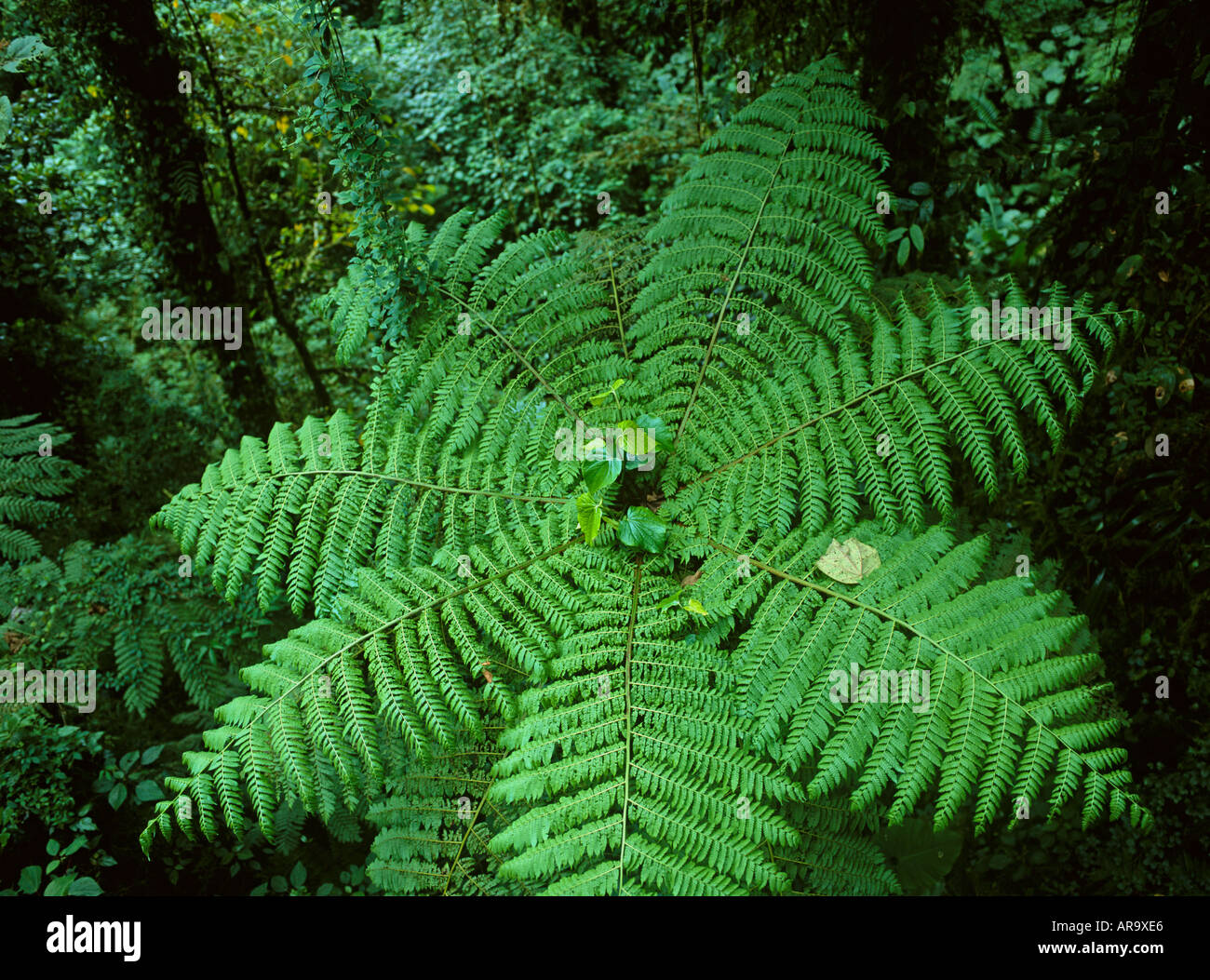 Tree fern in Cloud Forest, Monteverde Biological Reserve, Costa Rica ...