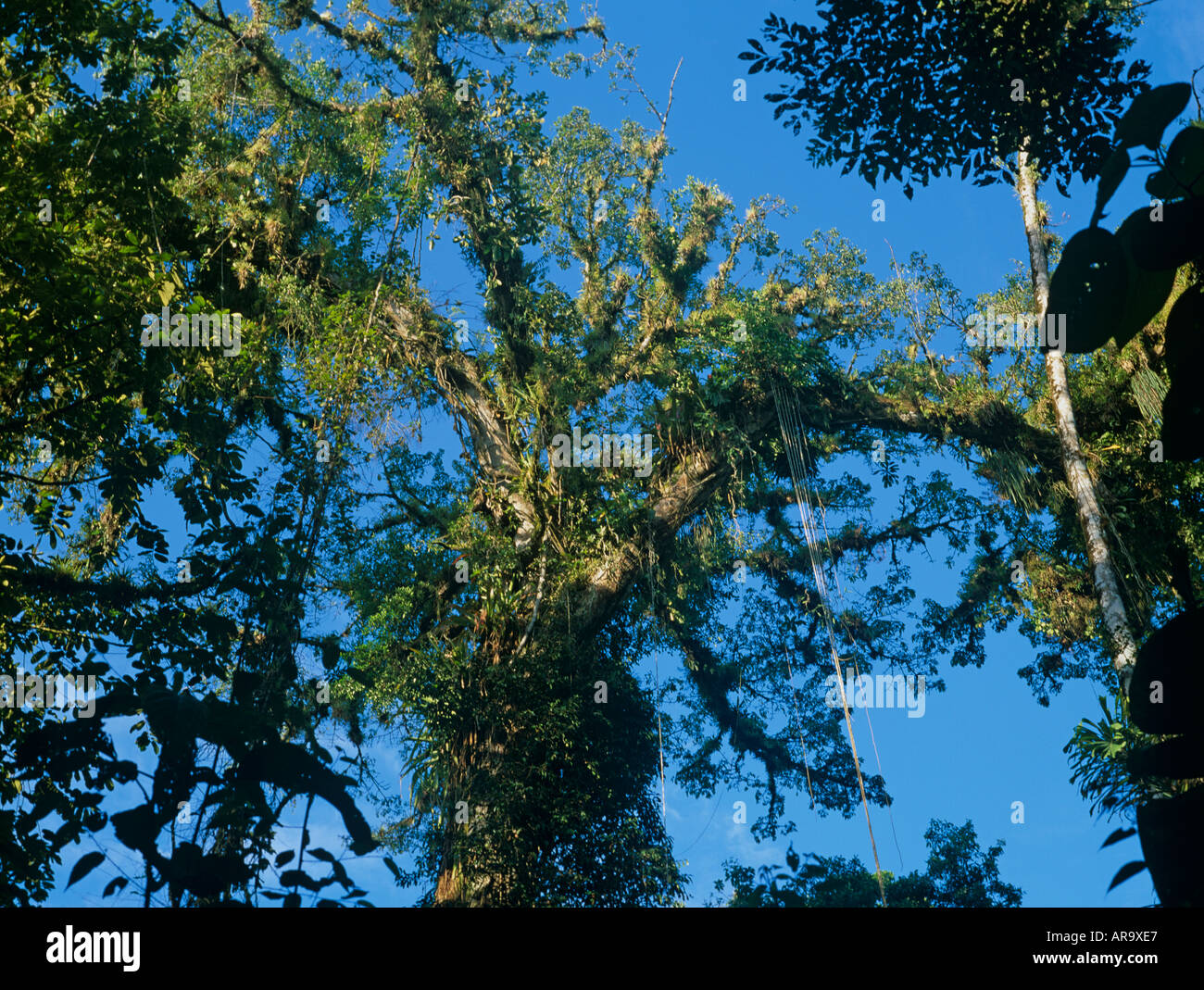 Kapok Tree laden with Moss and Bromeliads in tropical rain forest ...