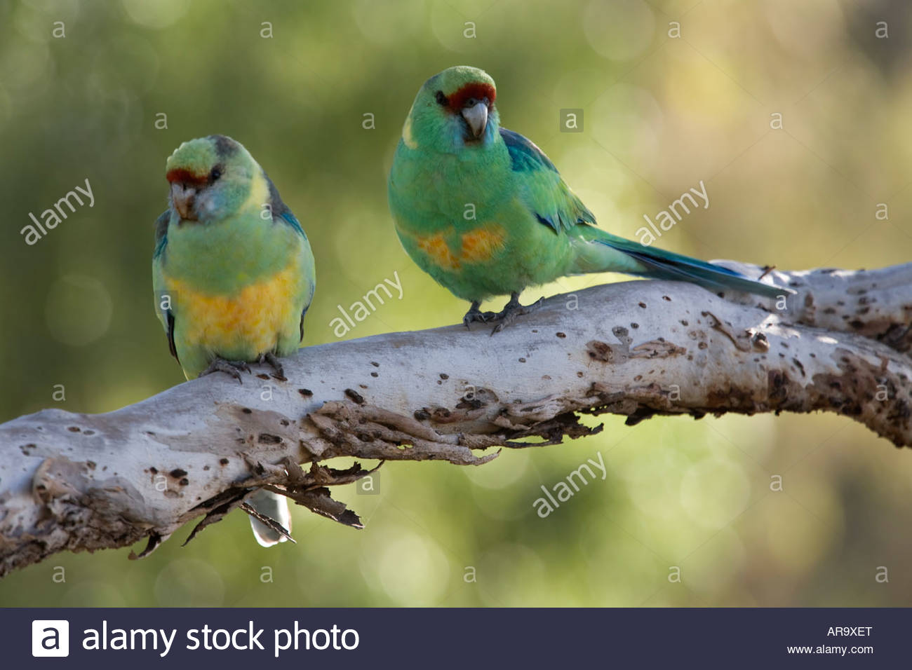 Red Rumped Parrot Stock Photos & Red Rumped Parrot Stock Images - Alamy