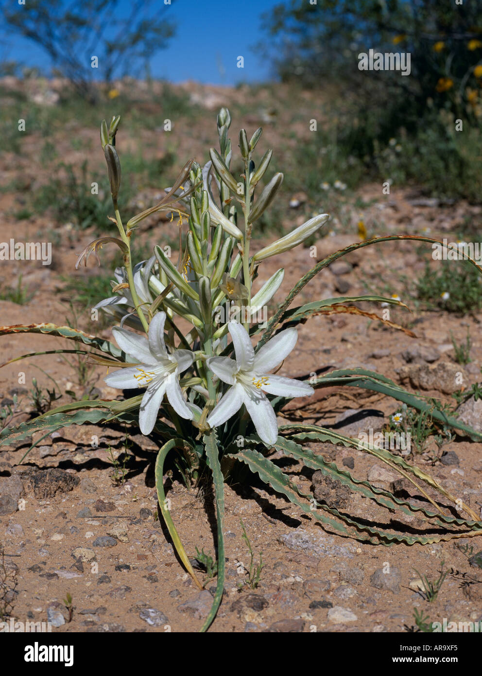 Ajo Lily Flowers (Hesperocallis undulata) in desert, Organ Pipe Cactus ...