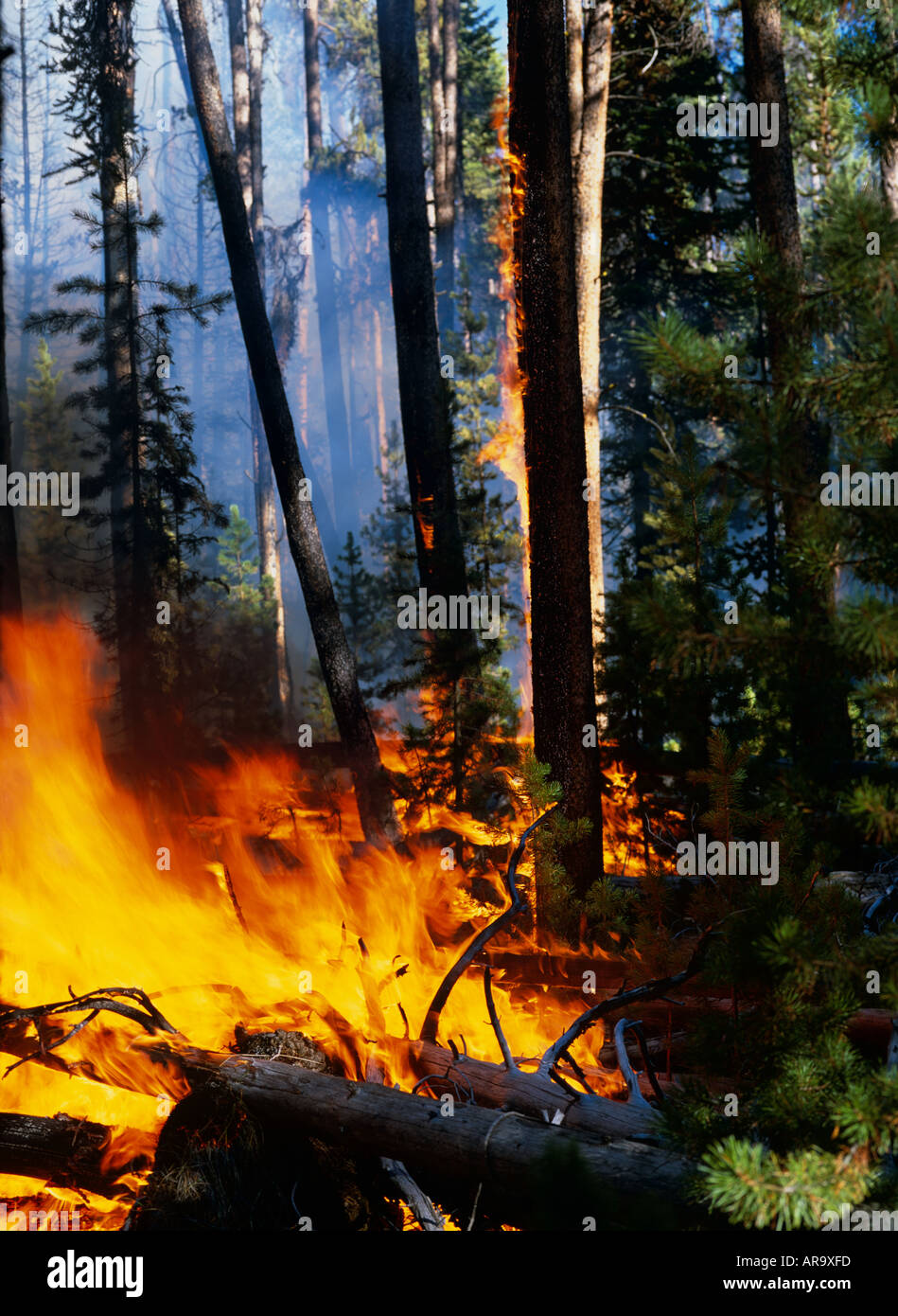 Lightening caused forest fire hi-res stock photography and images - Alamy