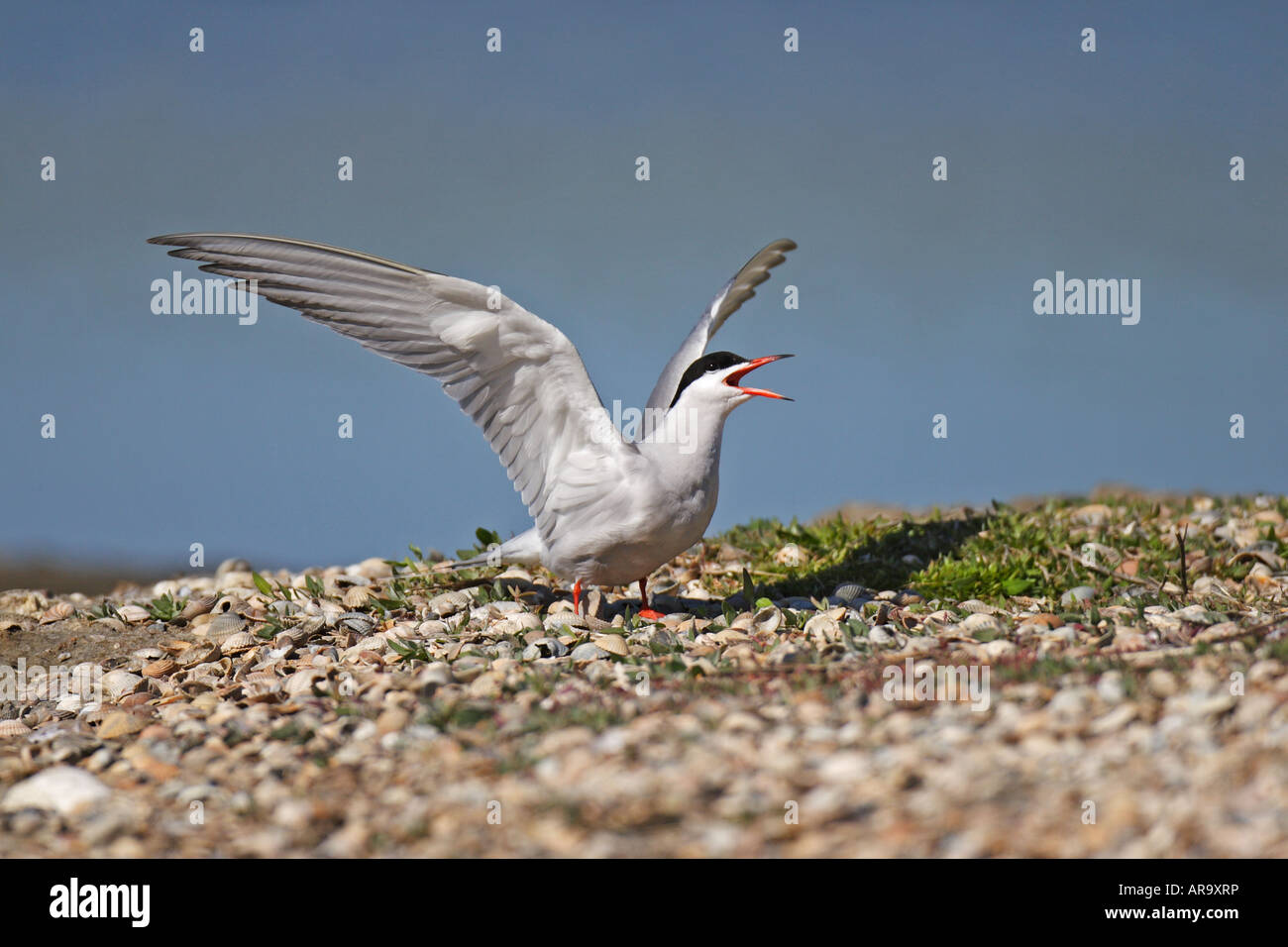 Flußseeschwalbe (sterna hirundo) common tern Stock Photo - Alamy